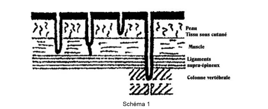 Akita Américain Club de France