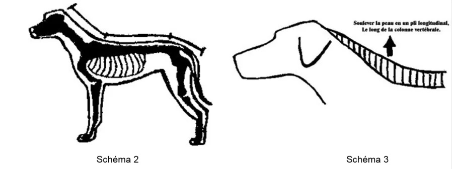 Akita Américain Club de France